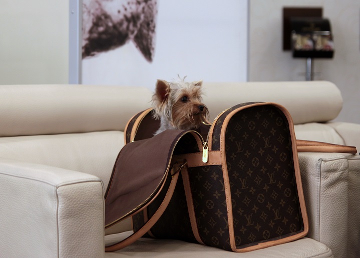 Top 5 des services de luxe pour animaux - Viaprestige Lifestyle